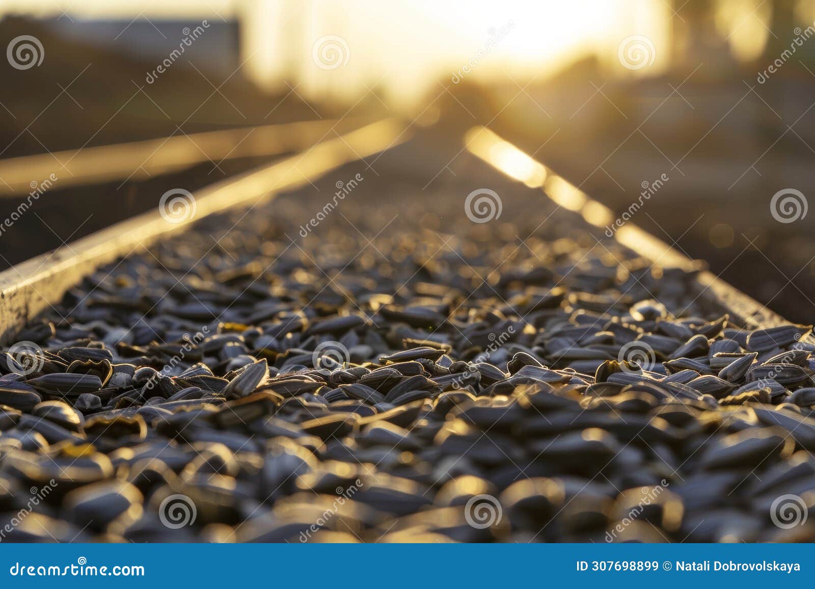 Black Sunflower Seeds Production Process Stock Image - Image of ...