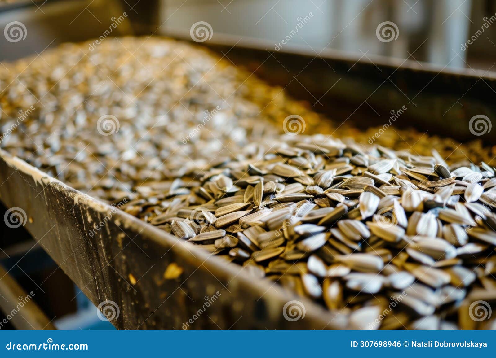 Black Sunflower Seeds Production Process Stock Photo - Image of ...