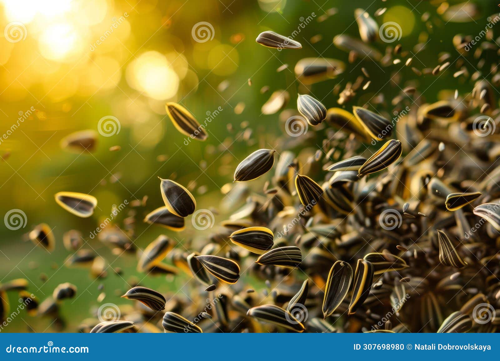 Black Sunflower Seeds Production Process Stock Photo - Image of cooking ...