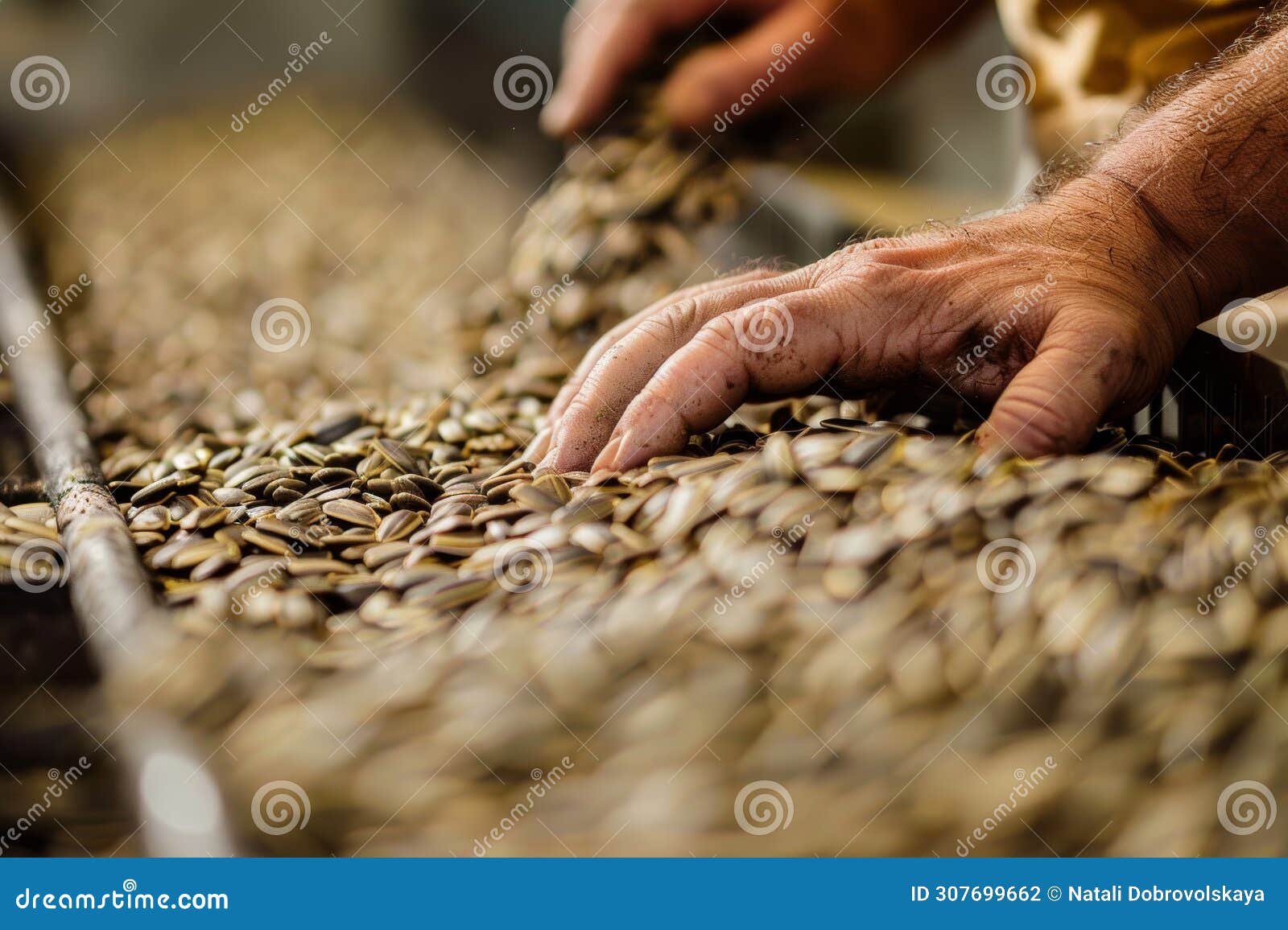 Black Sunflower Seeds Production Process Stock Illustration ...