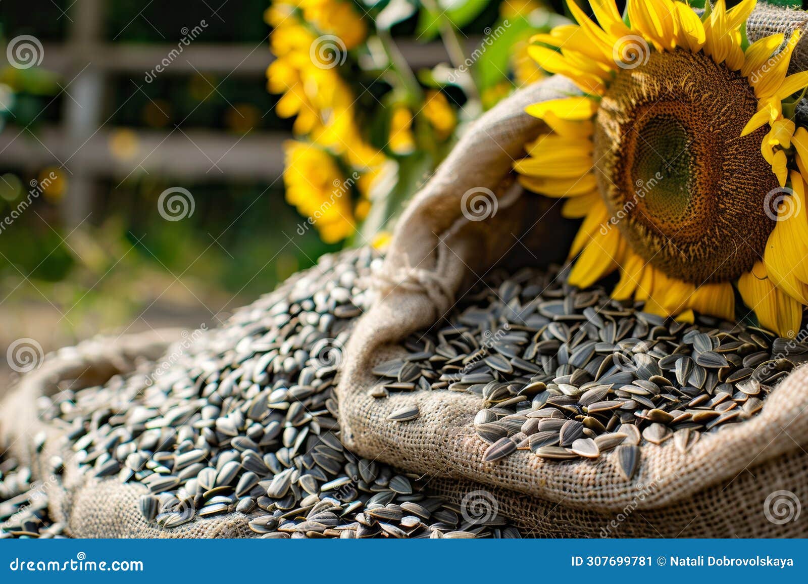 Black Sunflower Seeds Production Process Stock Image - Image of vegan ...