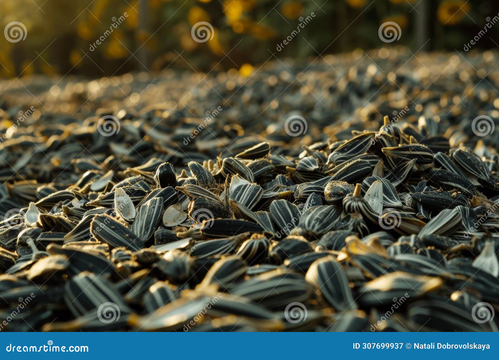 Black Sunflower Seeds Production Process Stock Image - Image of ...