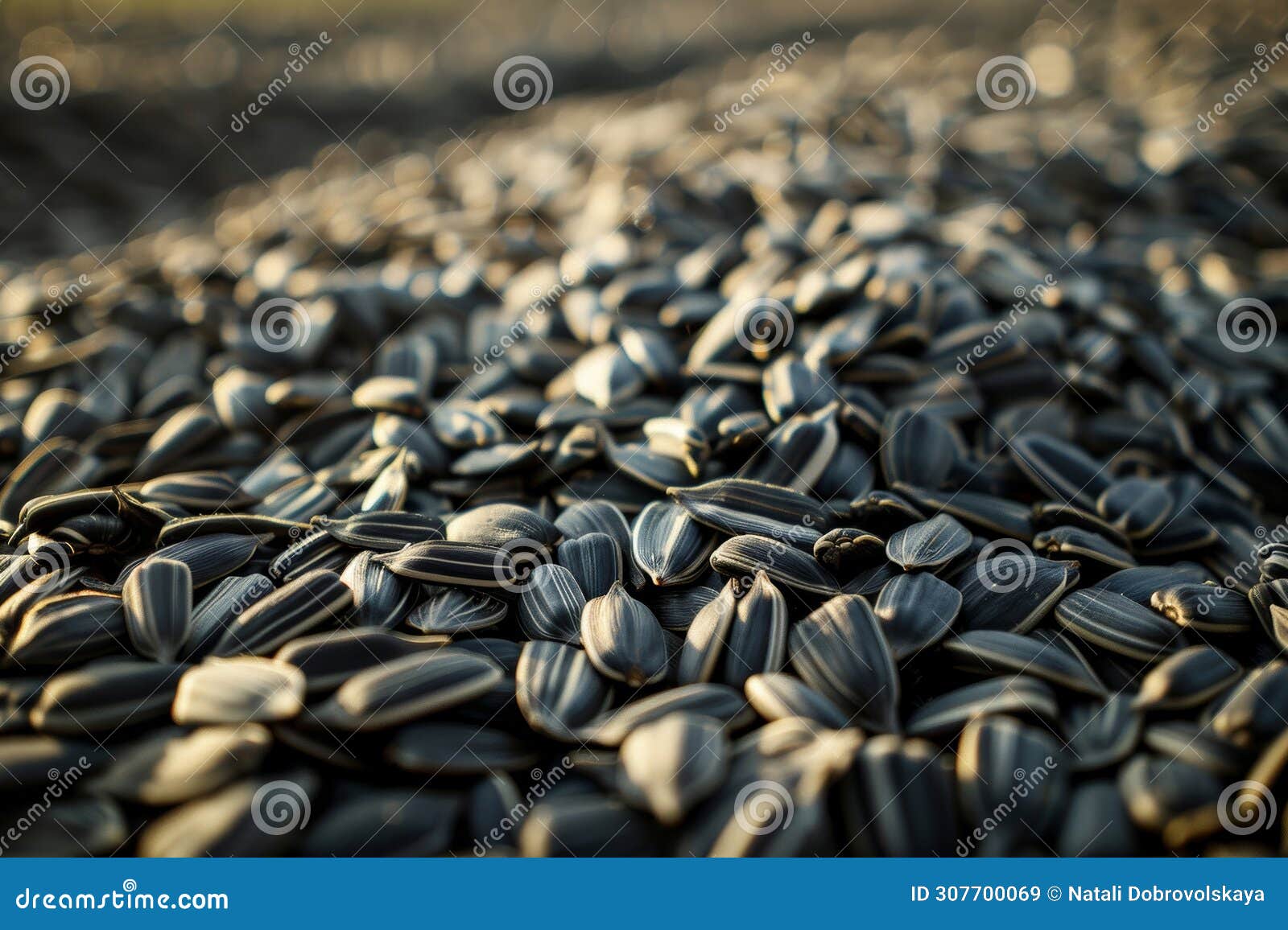 Black Sunflower Seeds Production Process Stock Image - Image of salty ...