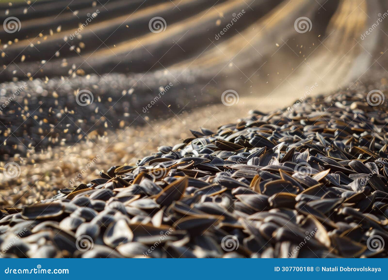 Black Sunflower Seeds Production Process Stock Photo - Image of tasty ...