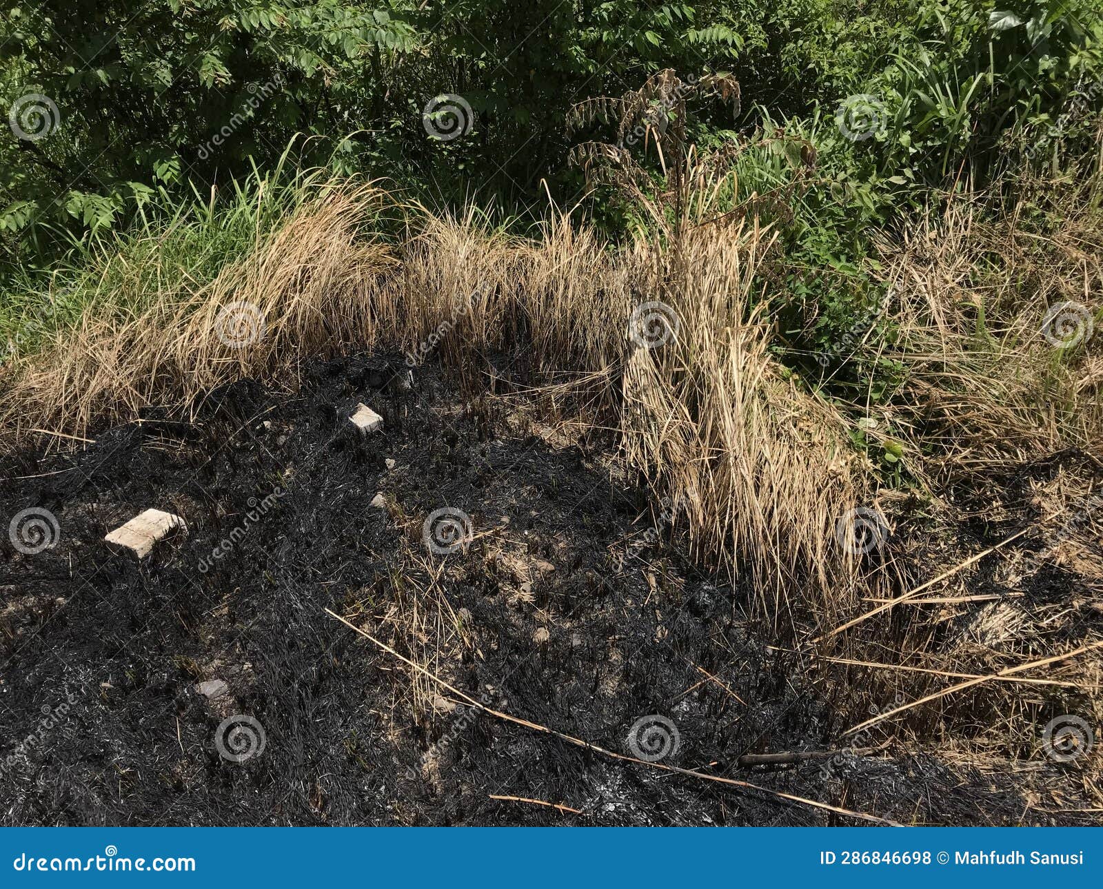 Black Surface of the Rural Field with a Burned Grass Stock Photo ...