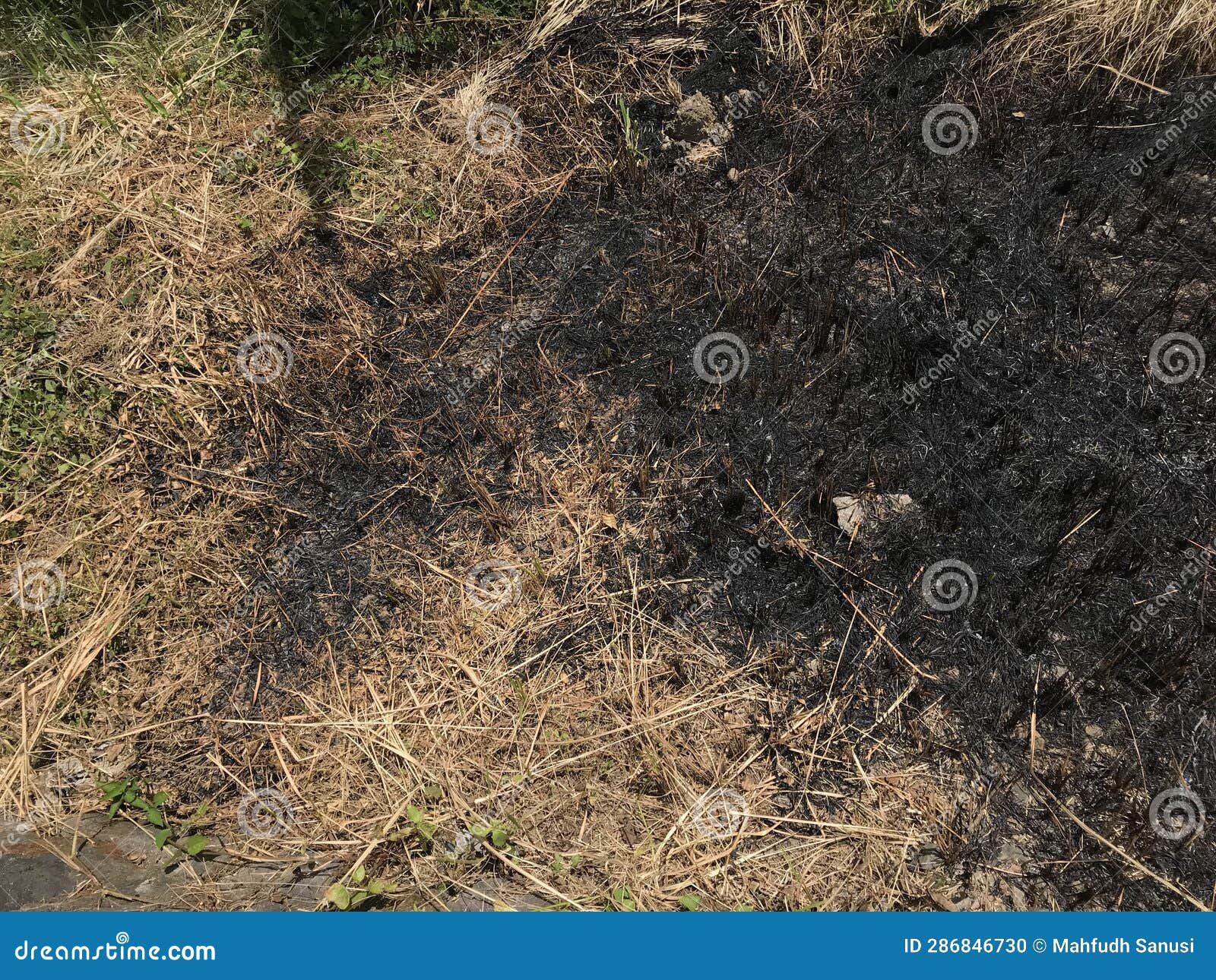 Black Surface of the Rural Field with a Burned Grass Stock Photo ...