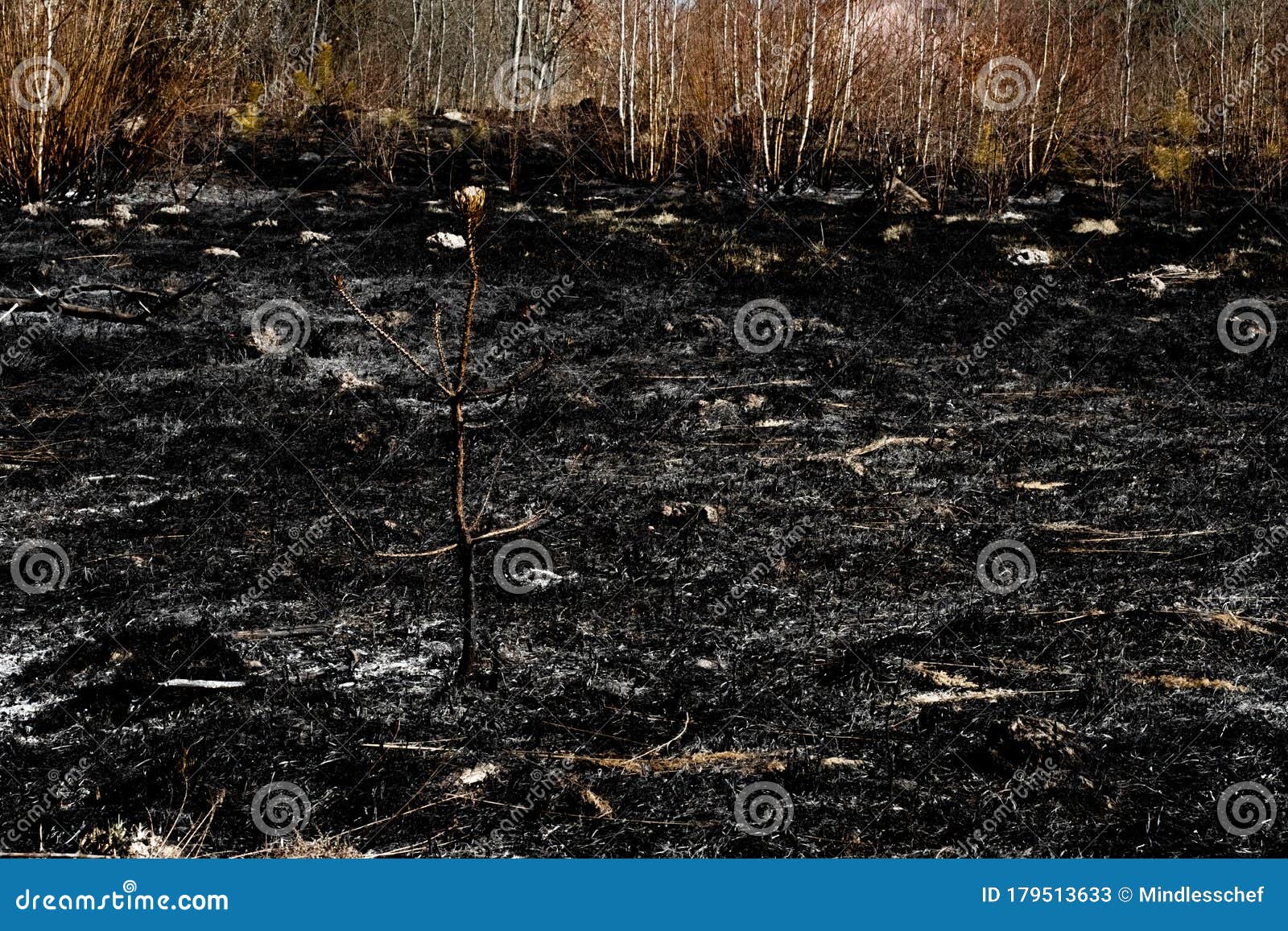 Black Surface of the Rural Field with a Burned Grass. Charred Grass ...