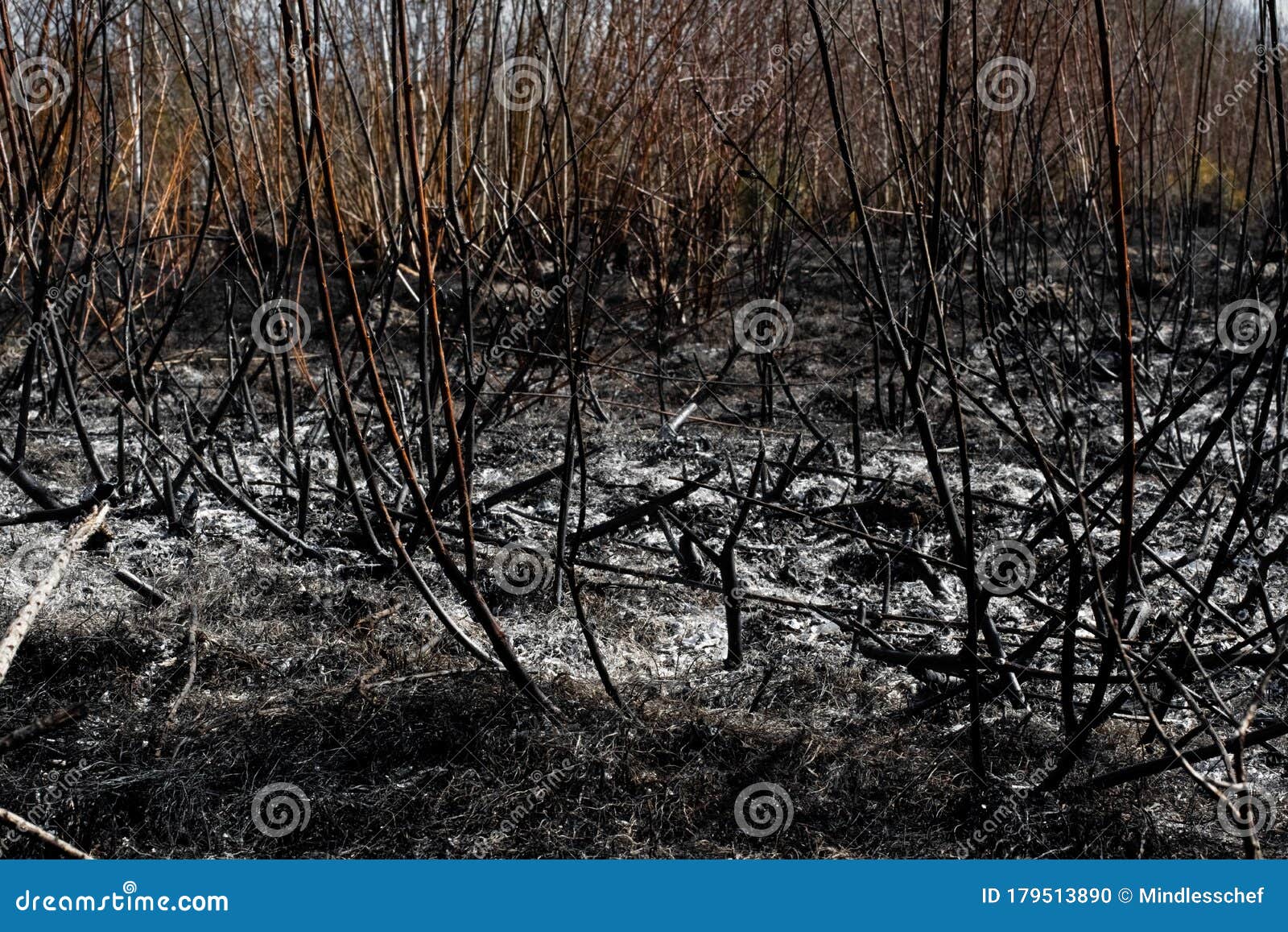 Black Surface of the Rural Field with a Burned Grass. Consequences of ...
