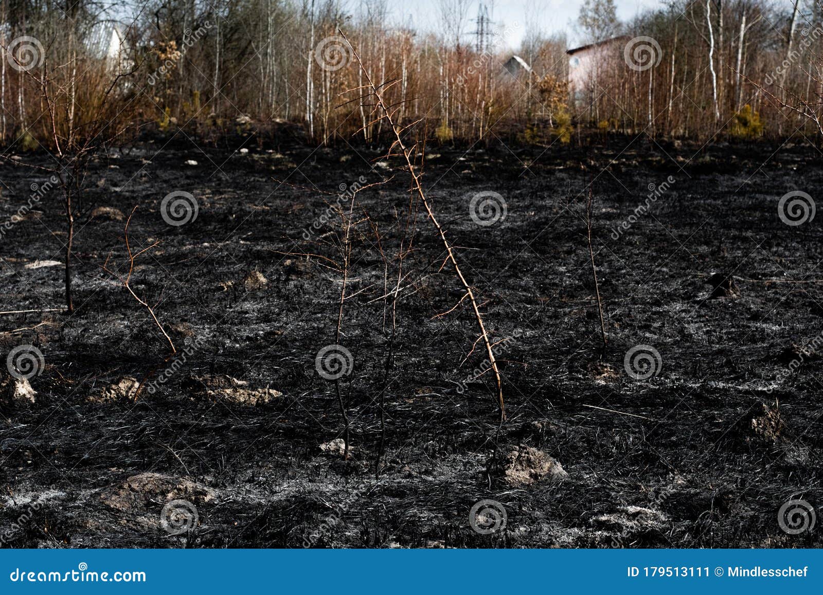 Consequences Of Arson Dry Grass. Aftermath Of Natural Disasters After A ...