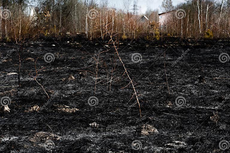 Black Surface of the Rural Field with a Burned Grass. Effects of Grass ...