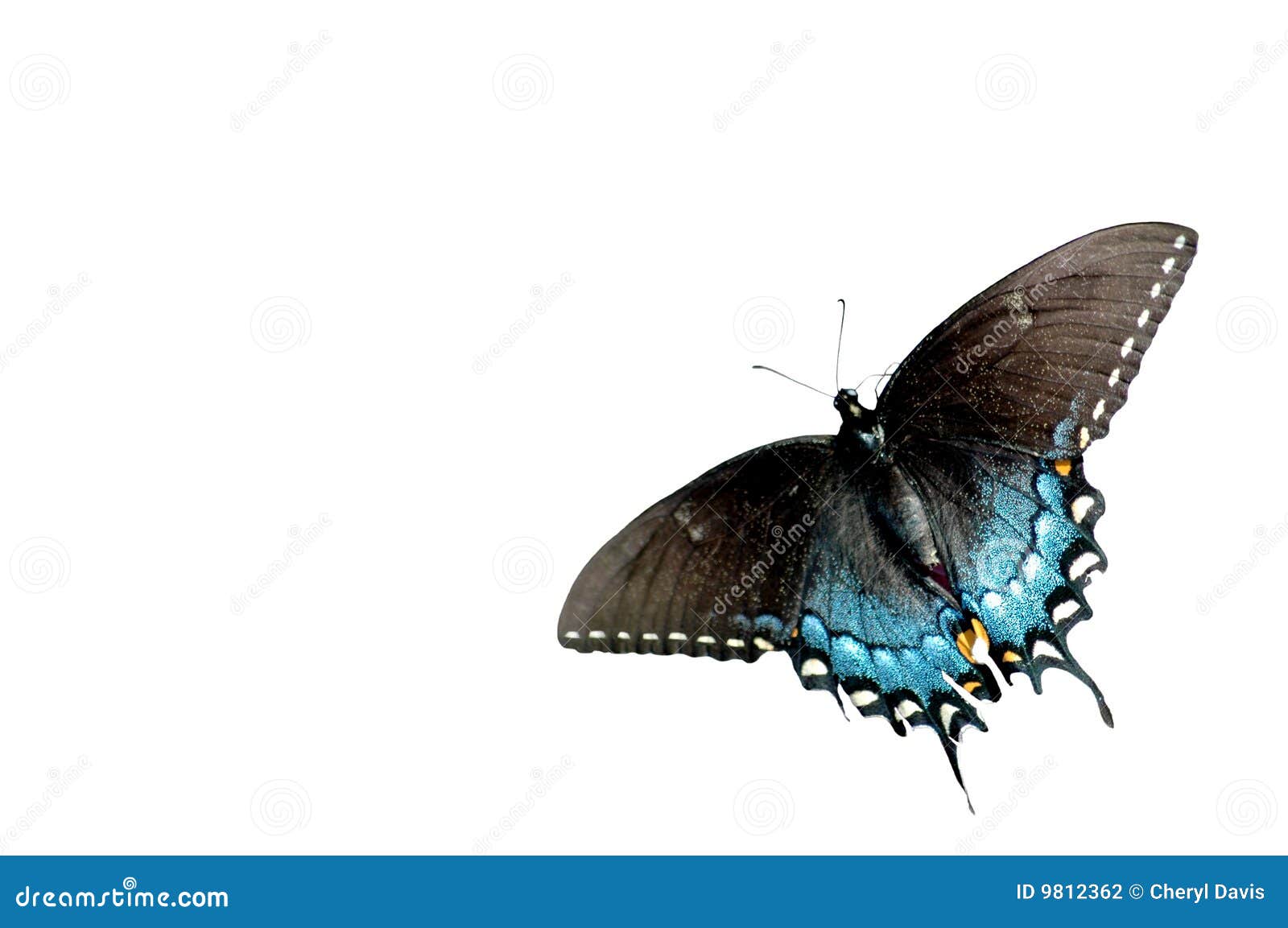 Black Swallowtail Butterfly Background Stock Photo - Image of delicate ...