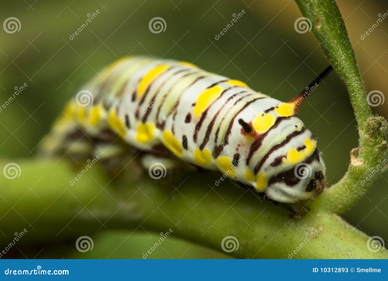 Black Swallowtail Caterpillar Stock Image - Image of leaves ...
