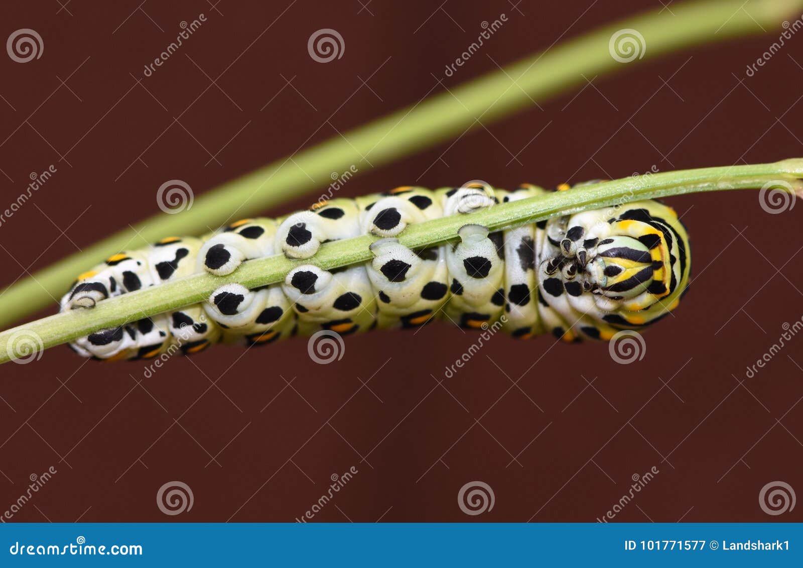 1,759 Swallowtail Worm Stock Photos - Free & Royalty-Free Stock Photos ...
