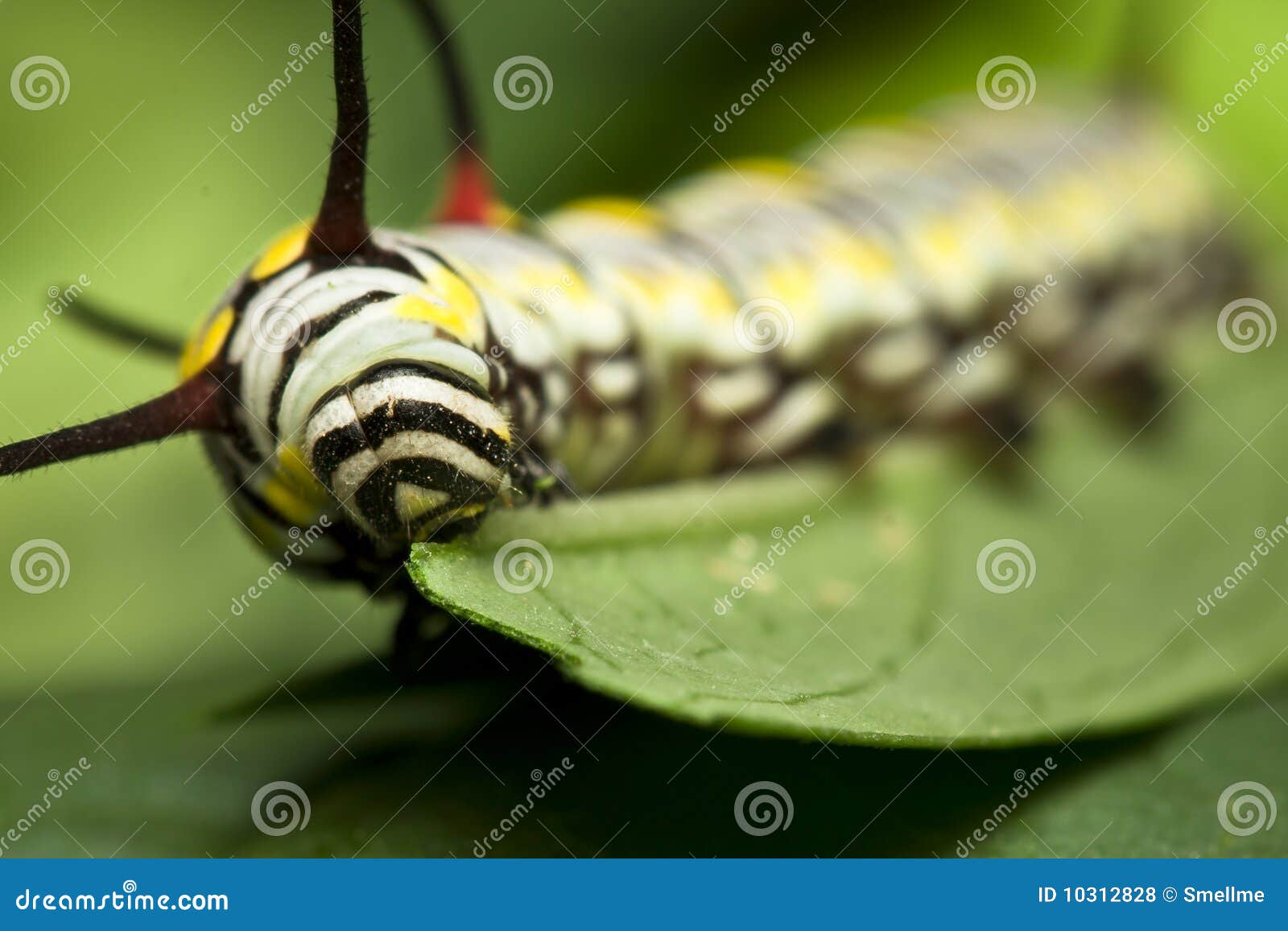 Black Swallowtail Caterpillar Eating Stock Photo - Image of harmony ...