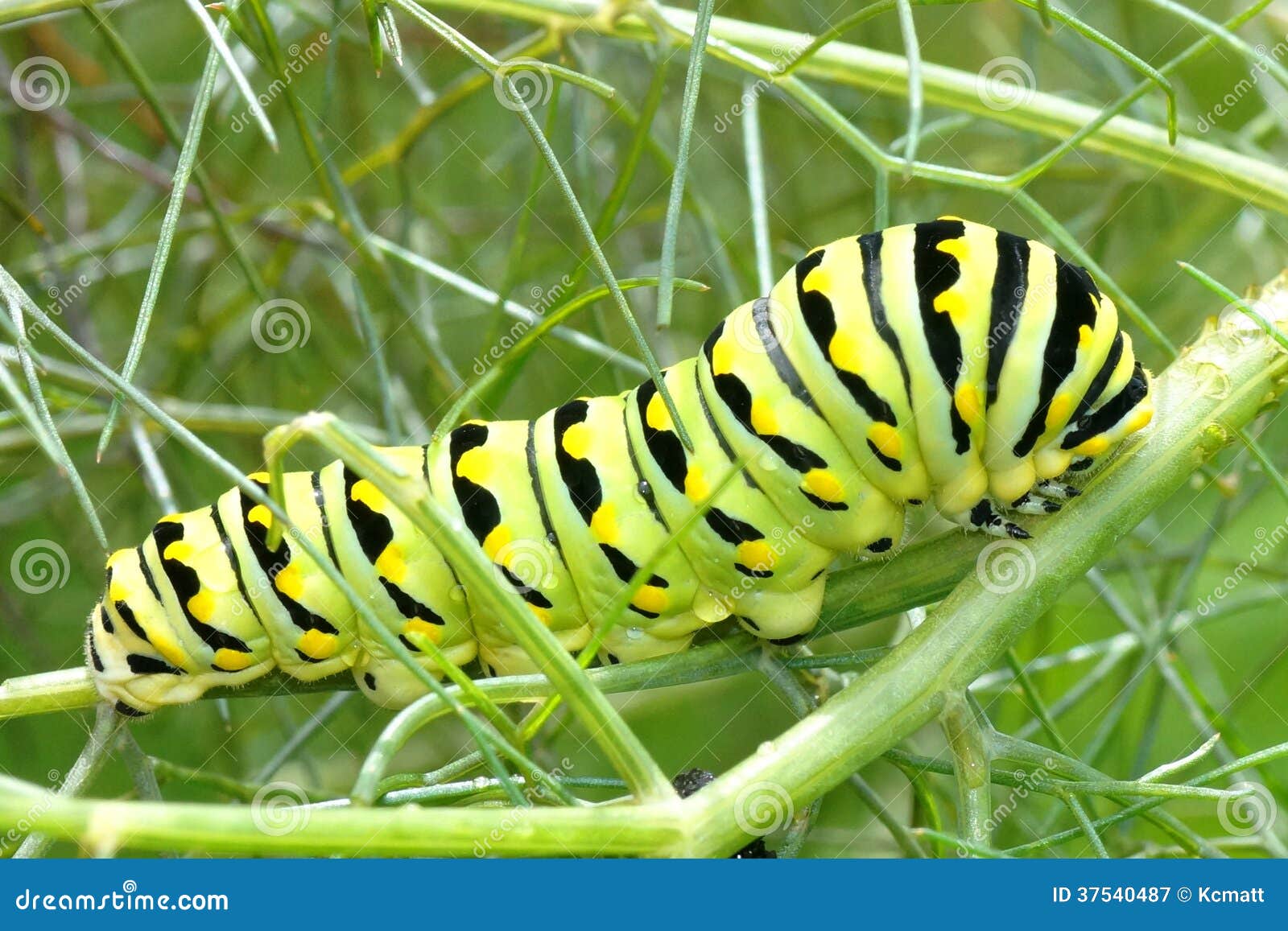 Black Swallowtail Caterpillar, Papilio Polyxenes Stock Image - Image ...