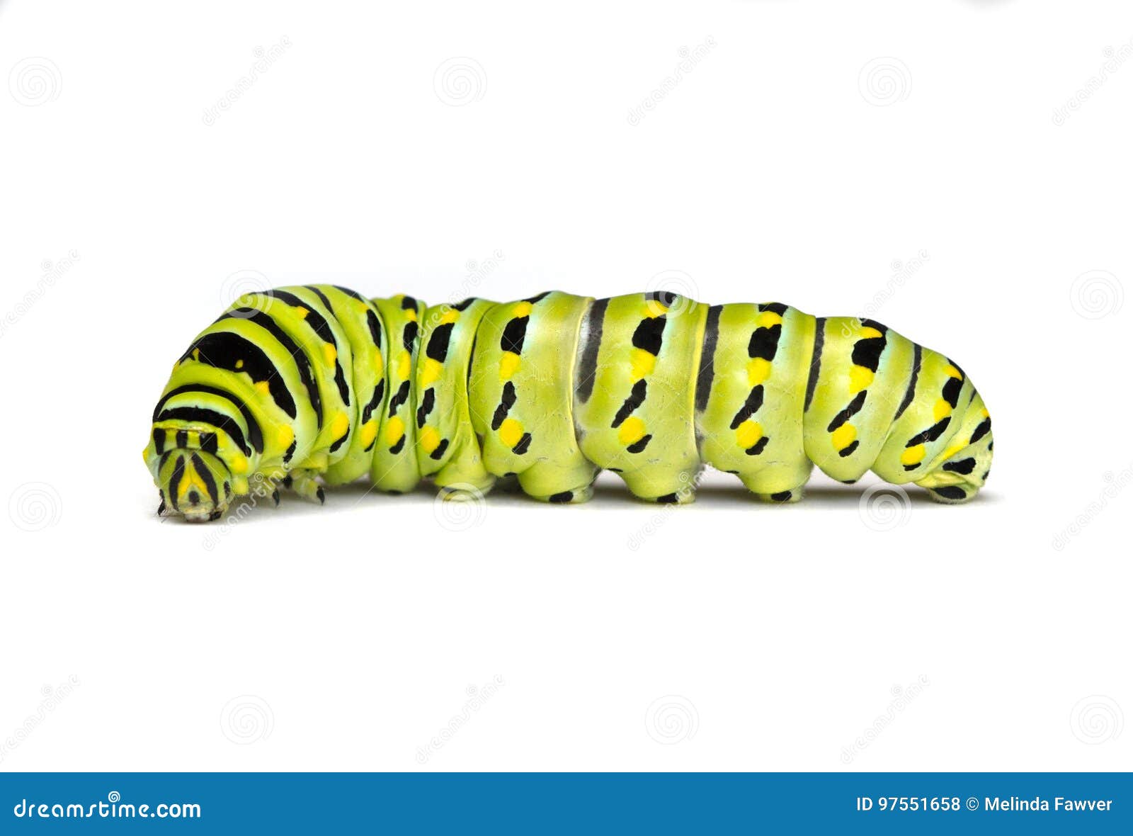 Caterpillar Royalty-Free Stock Photo | CartoonDealer.com #13371003