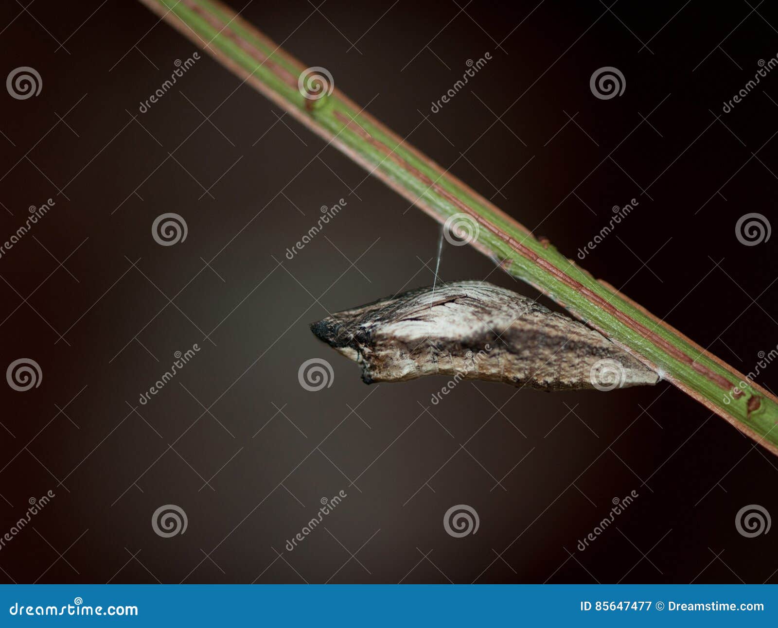 Black Swallowtail Chrysalis Stock Image - Image of black, cacoon: 85647477