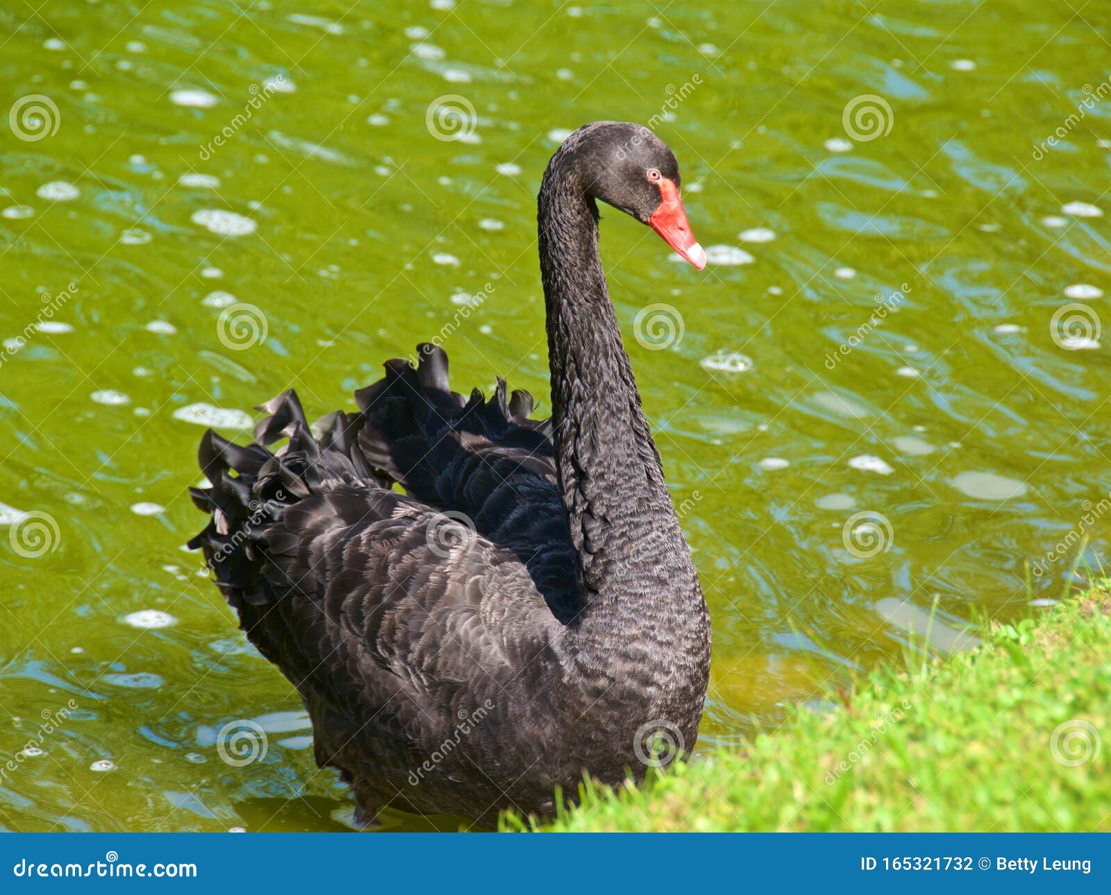 Black swam in the pond stock photo. Image of neck, green - 165321732