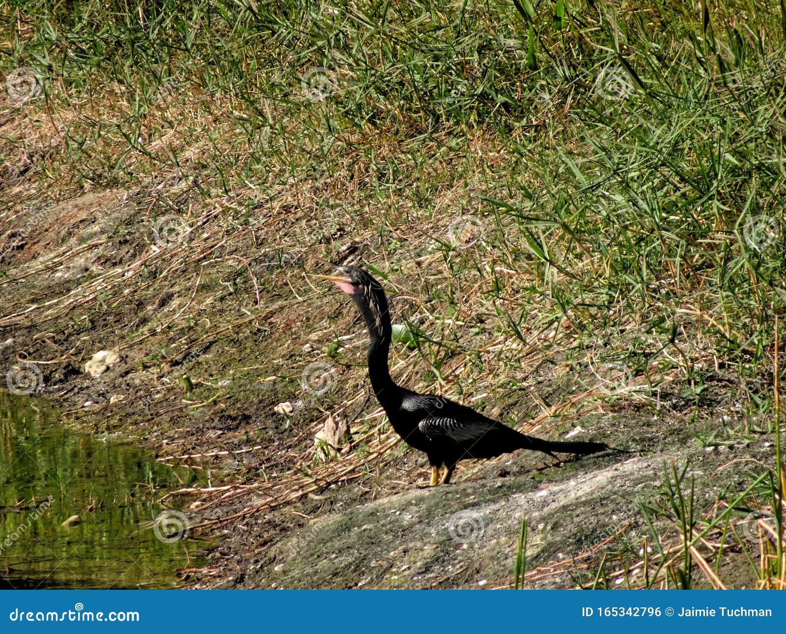 Black Swamp Bird on the Shore Stock Photo - Image of loxahatchee ...