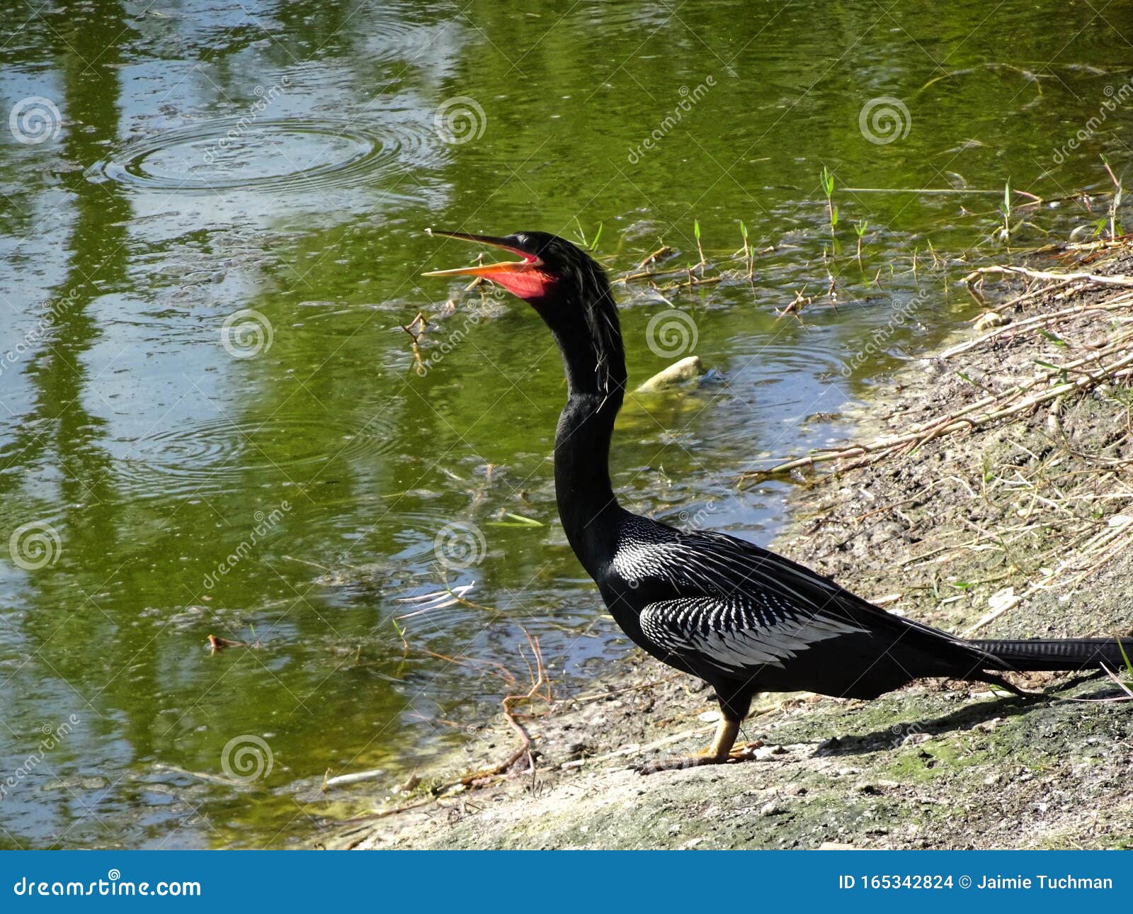 Black Swamp Bird on the Shore Stock Photo - Image of creature, biology ...