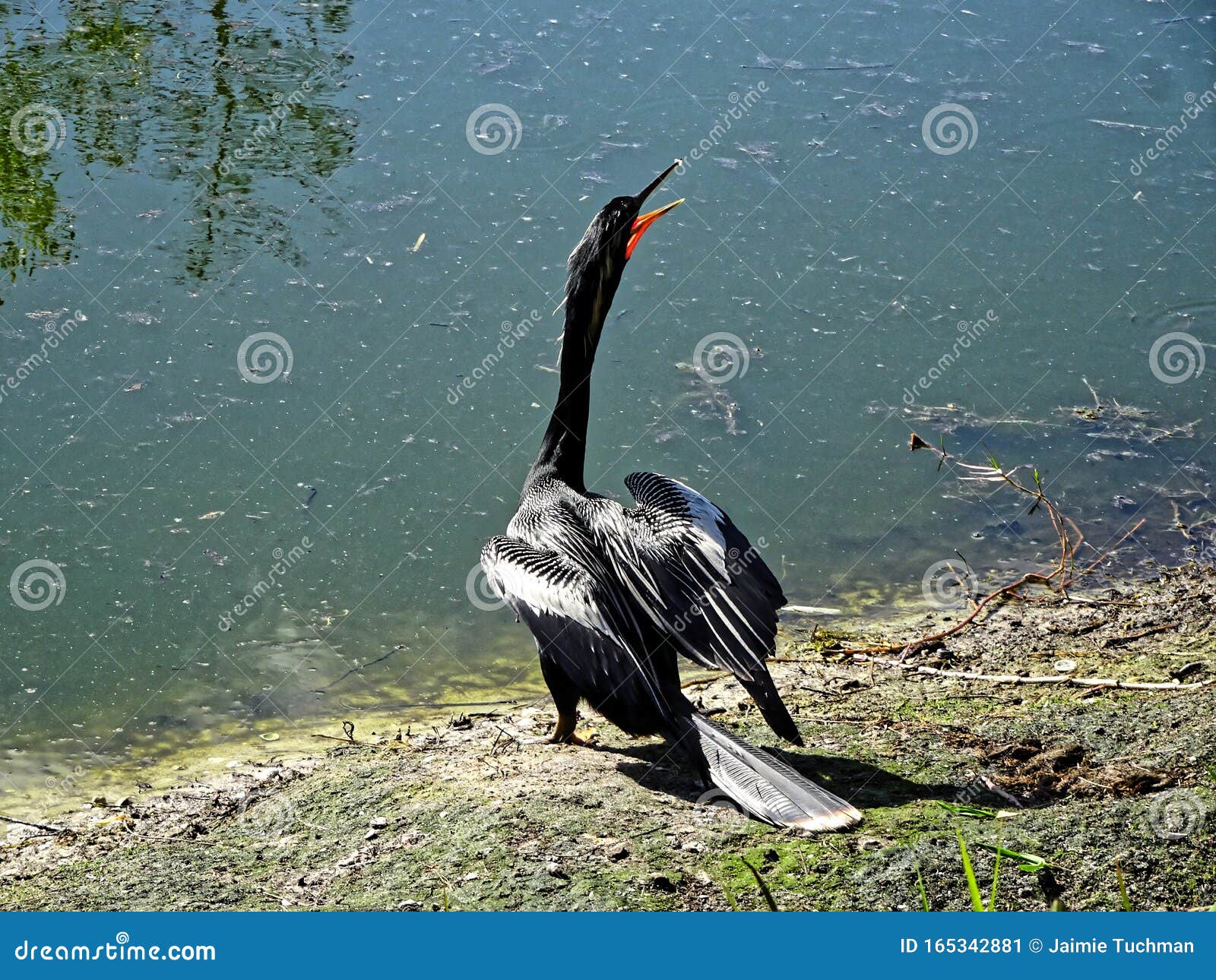 Black Swamp Bird on the Shore Stock Image - Image of nature, calm ...