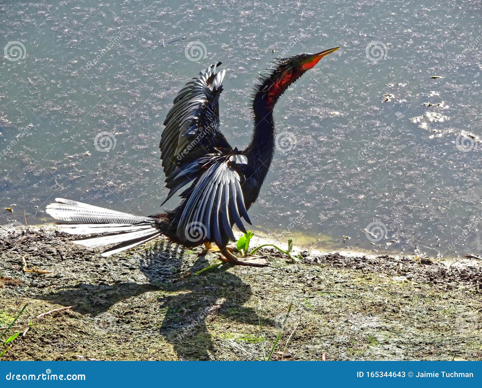 Black Swamp Bird on the Shore Stock Image - Image of natural, biology ...