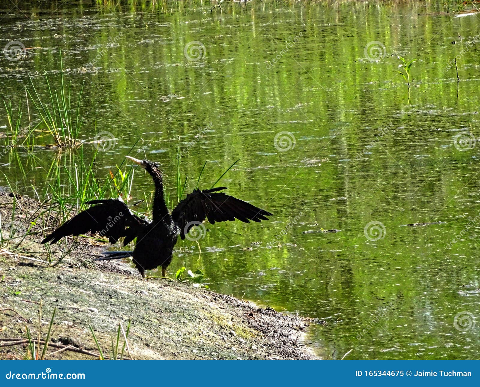 Black Swamp Bird on the Shore Stock Image - Image of juvenile, creature ...