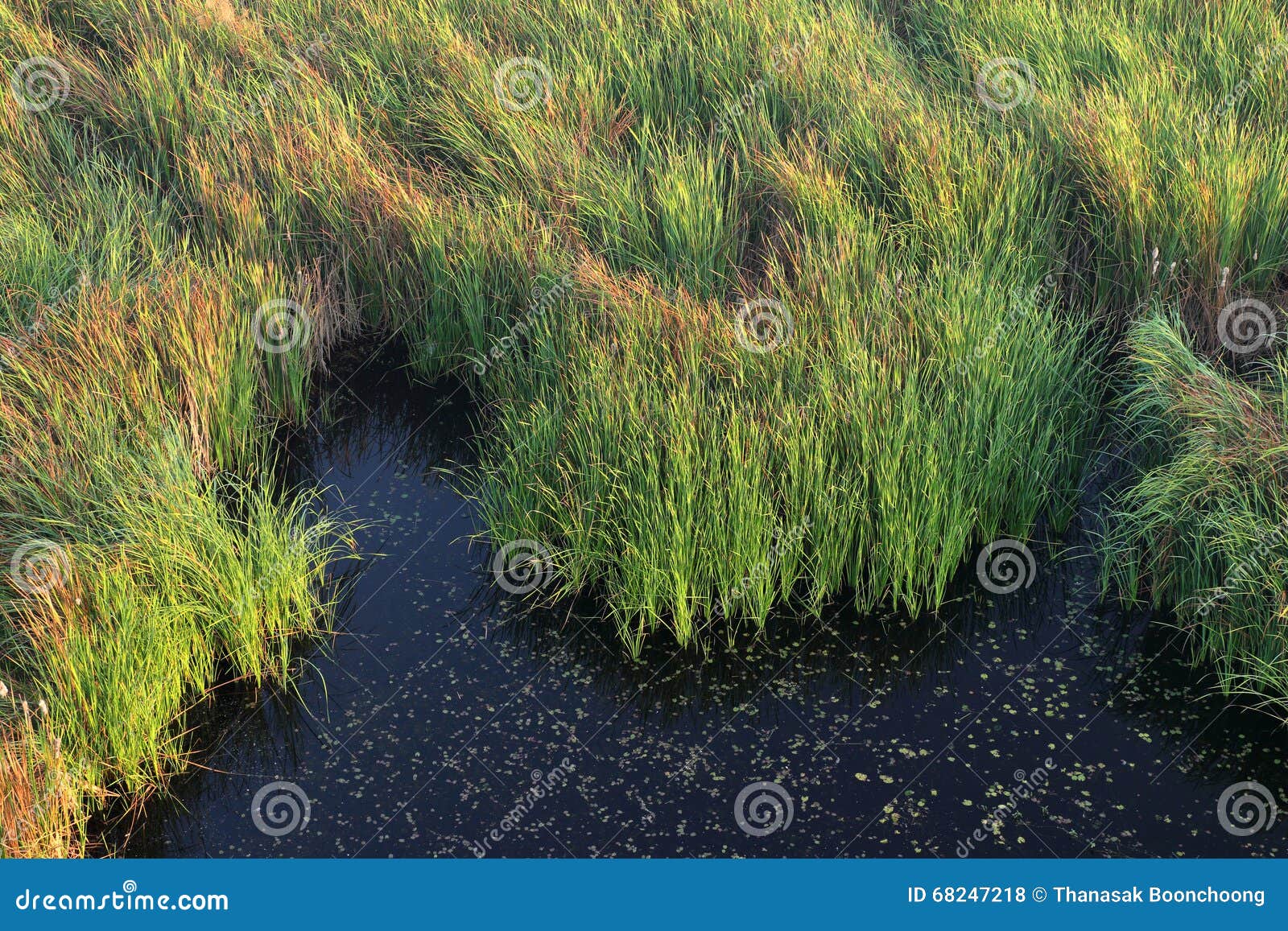 Black Swamp Landscape With Grass Stock Photography | CartoonDealer.com ...