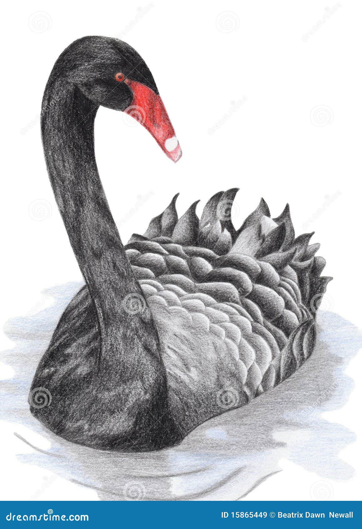Black Swan stock illustration. Illustration of swimming - 15865449