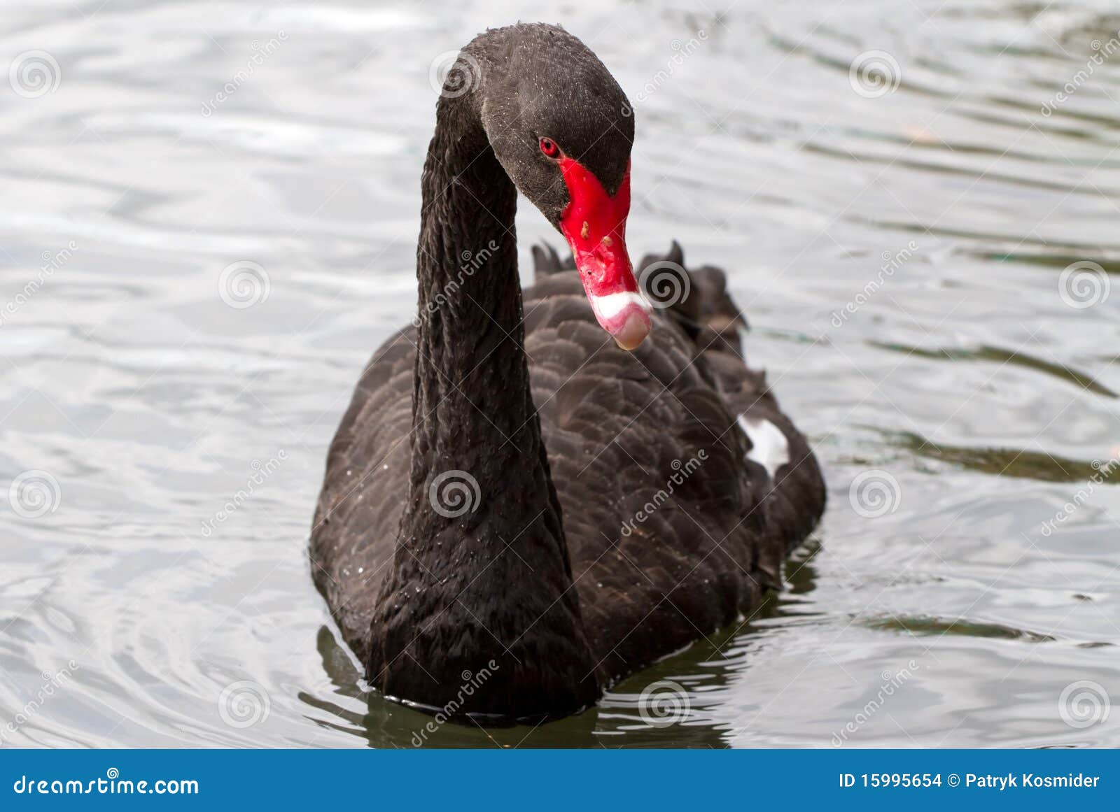 Black swan stock photo. Image of feather, african, imitation - 15995654