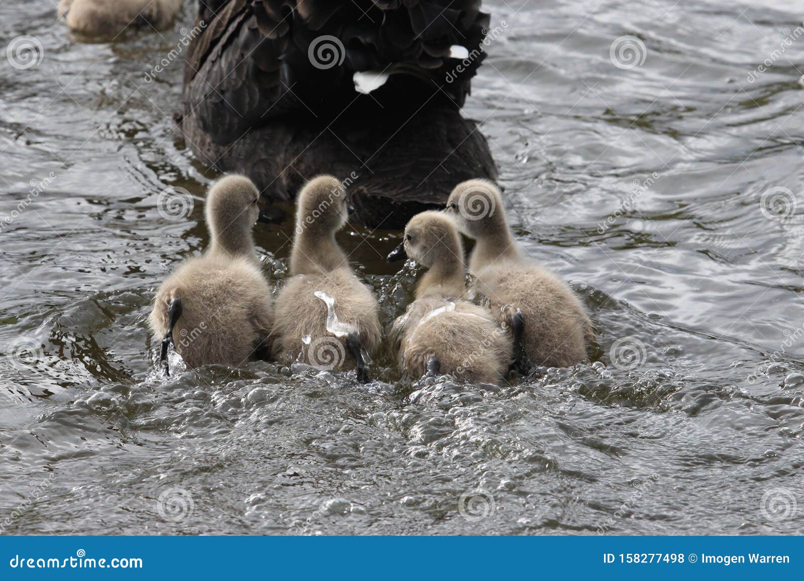 Black Swan in Australasia stock photo. Image of endangered - 158277498