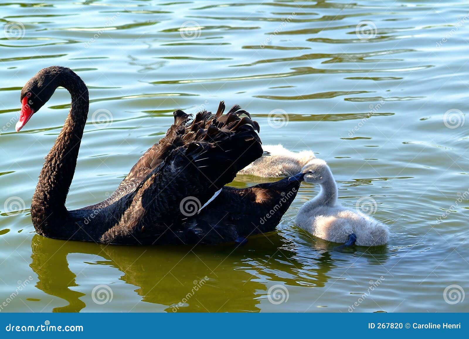 Baby Black Swan