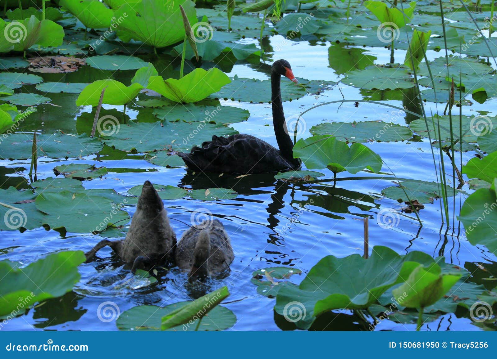 Black Swan in the BeiJing Summer Palace, China. Stock Photo - Image of ...