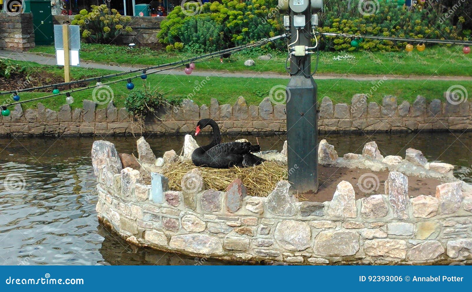 Black Swan Bird Nesting stock photo. Image of cables - 92393006