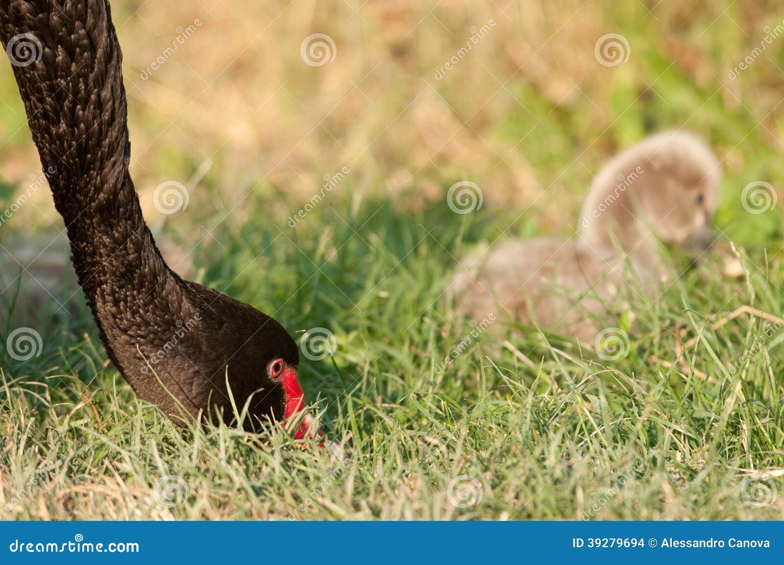 Swan with his chick stock photo. Image of love, countryside - 39279694
