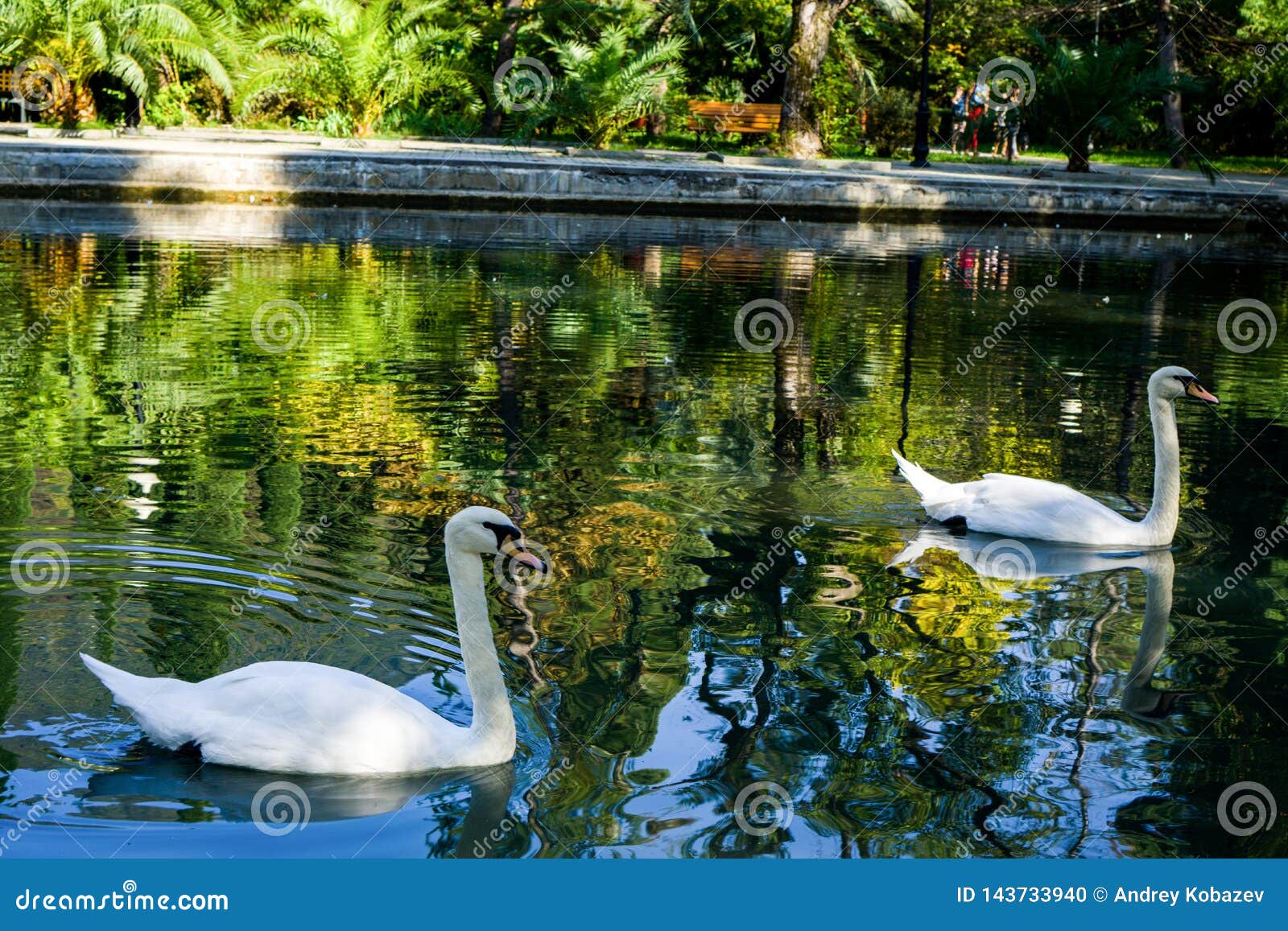 Two White Swans Swimming in the Pond Stock Photo - Image of garden ...