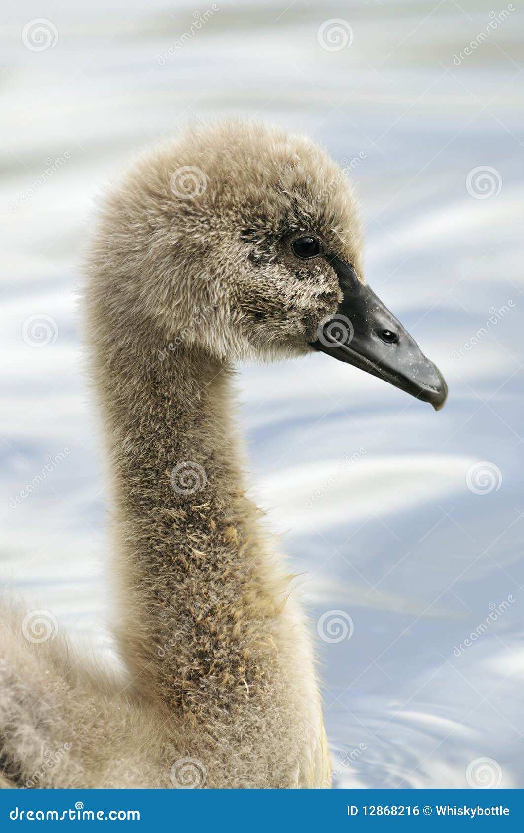 Black Swan Cygnet stock photo. Image of bird, baby, portrait - 12868216