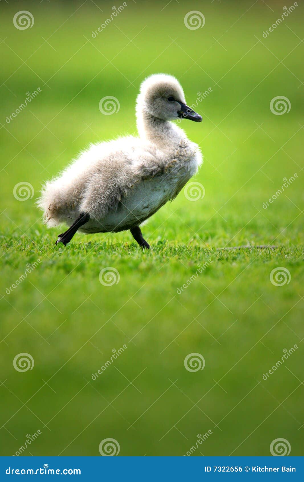 Black Swan Cygnet stock photo. Image of cygnet, juvenille - 7322656