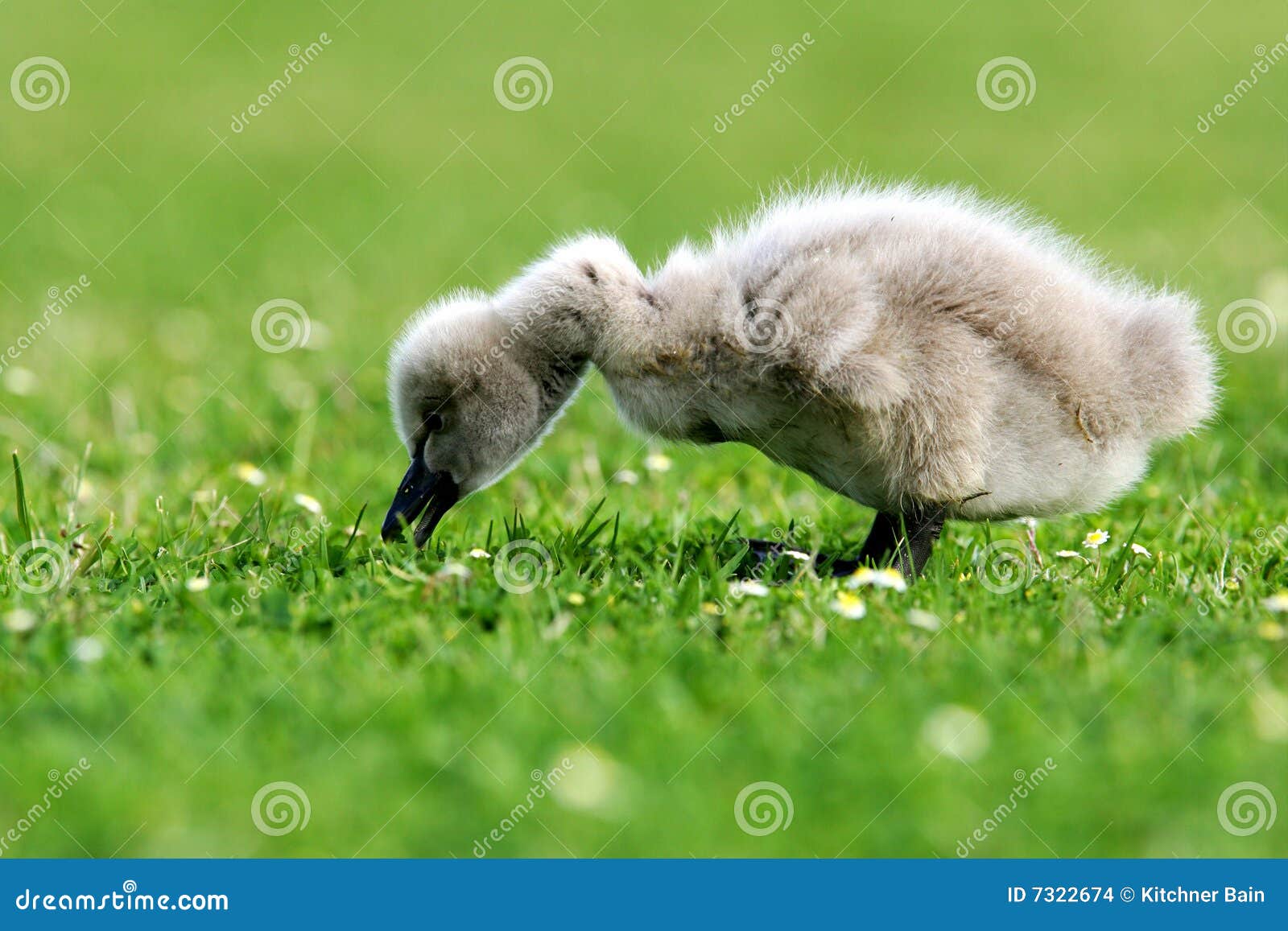 Black Swan Cygnet stock photo. Image of bird, wildlife - 7322674