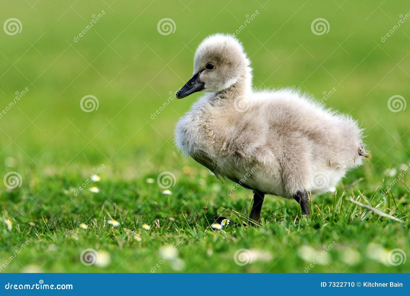 Black Swan Cygnet stock photo. Image of cygnet, animals - 7322710