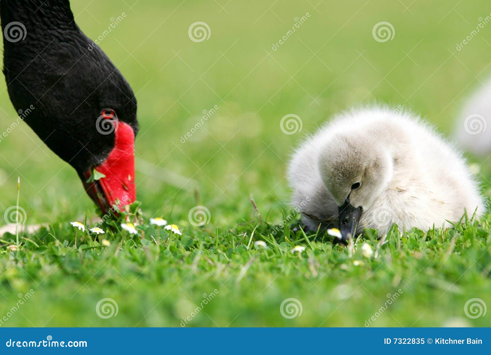 Black Swan Cygnet stock image. Image of grow, growing - 7322835