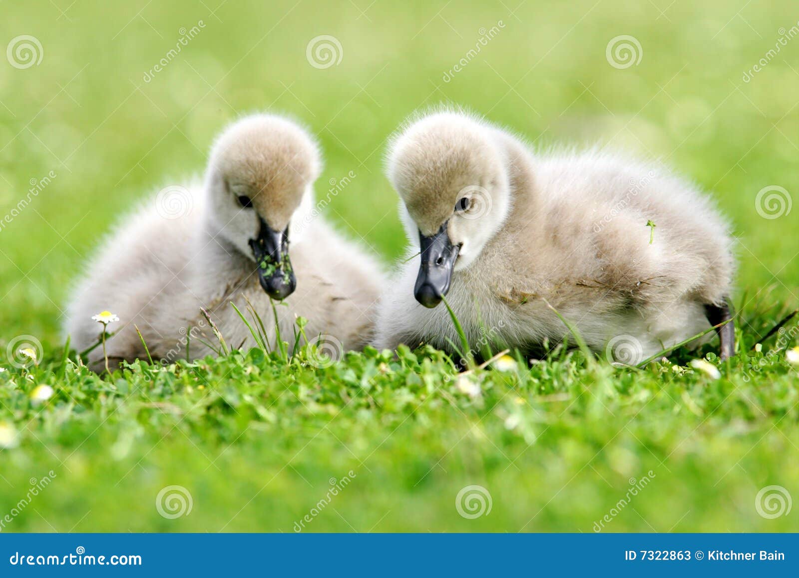 Black Swan Cygnet stock image. Image of black, growing - 7322863
