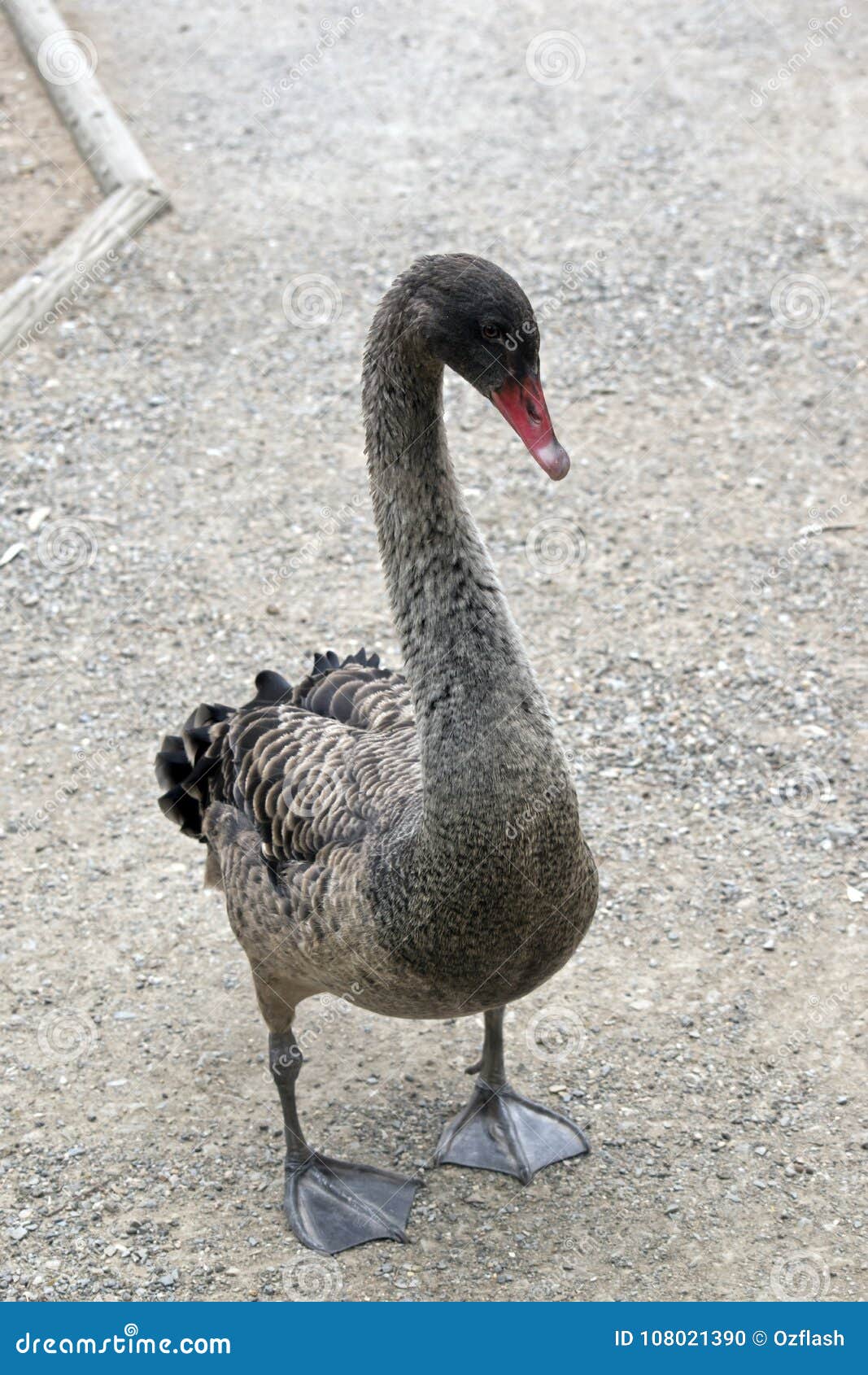 Black swan cygnet stock photo. Image of australia, view - 108021390