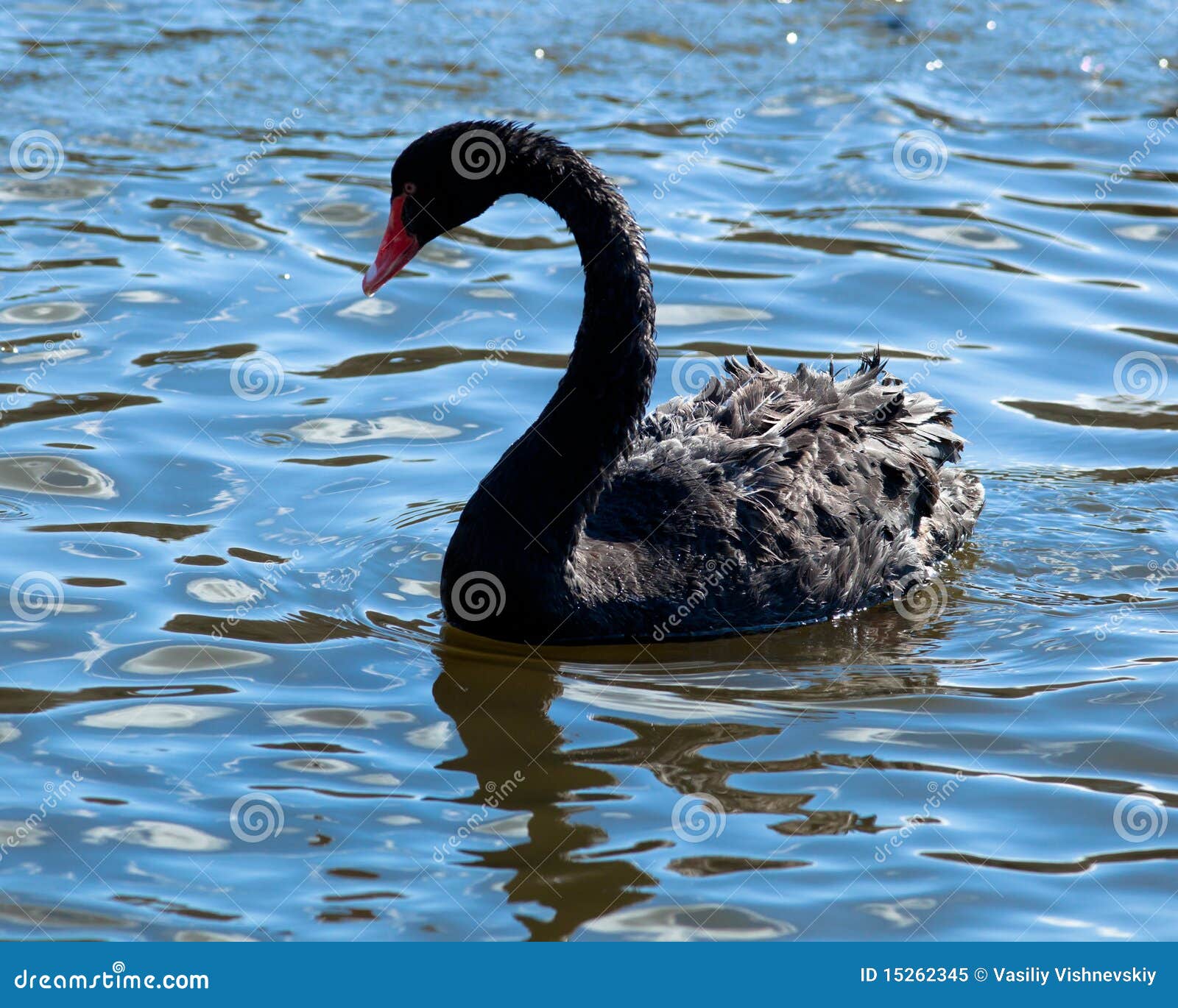 Black swan, Cygnus atratus stock image. Image of swan - 15262345