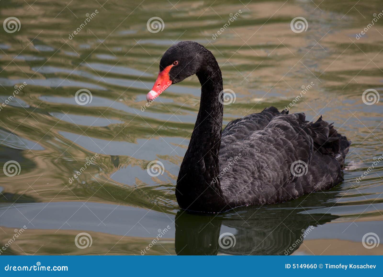 Black Swan (Cygnus Atratus) Stock Photo - Image of water, male: 5149660