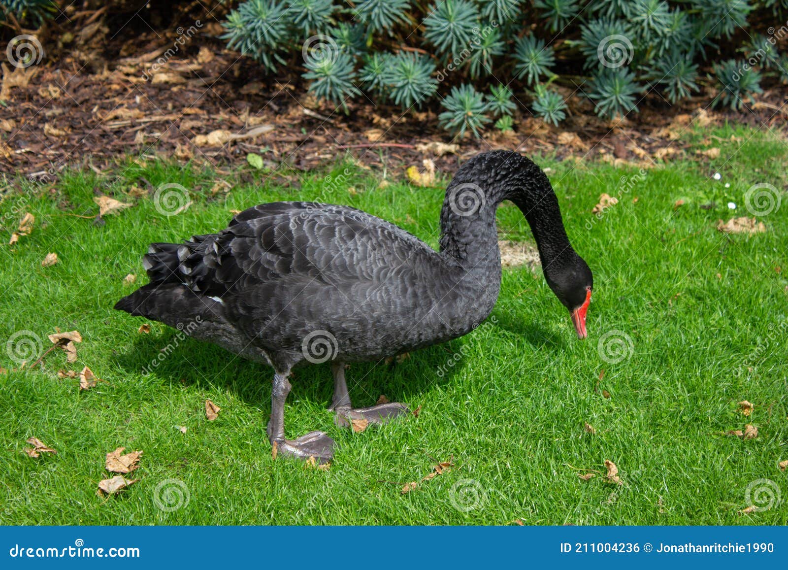 A Black Swan at Dawlish in Devon Stock Photo - Image of fowl, mallard ...