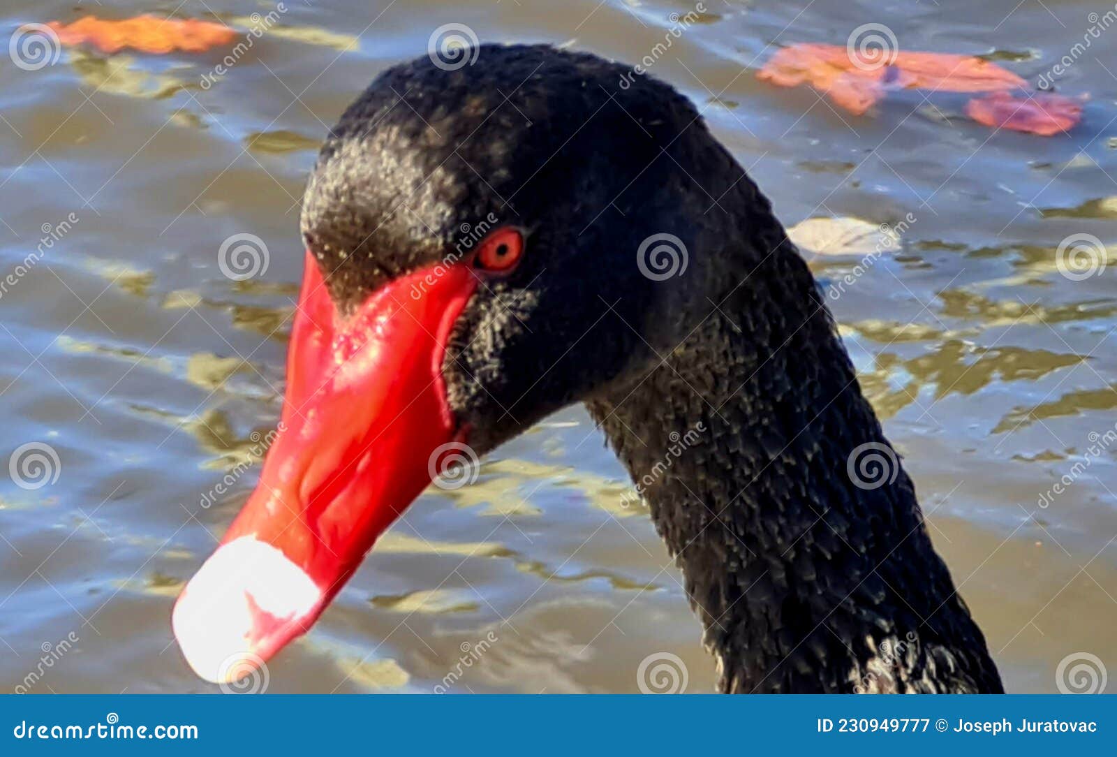 Black Swan eye stock image. Image of beak, water, animal - 230949777