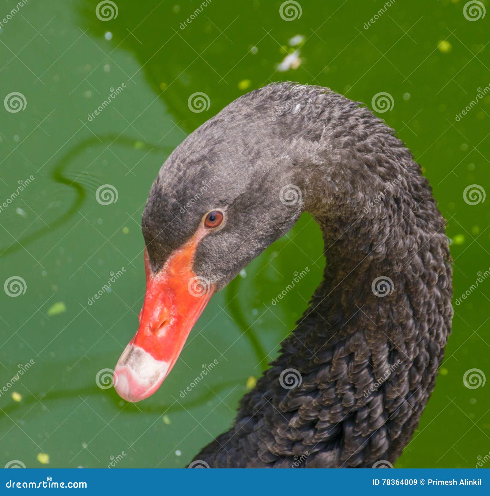 Black Swan Face Portrait (Cygnus Atratus) Stock Image - Image of resing ...