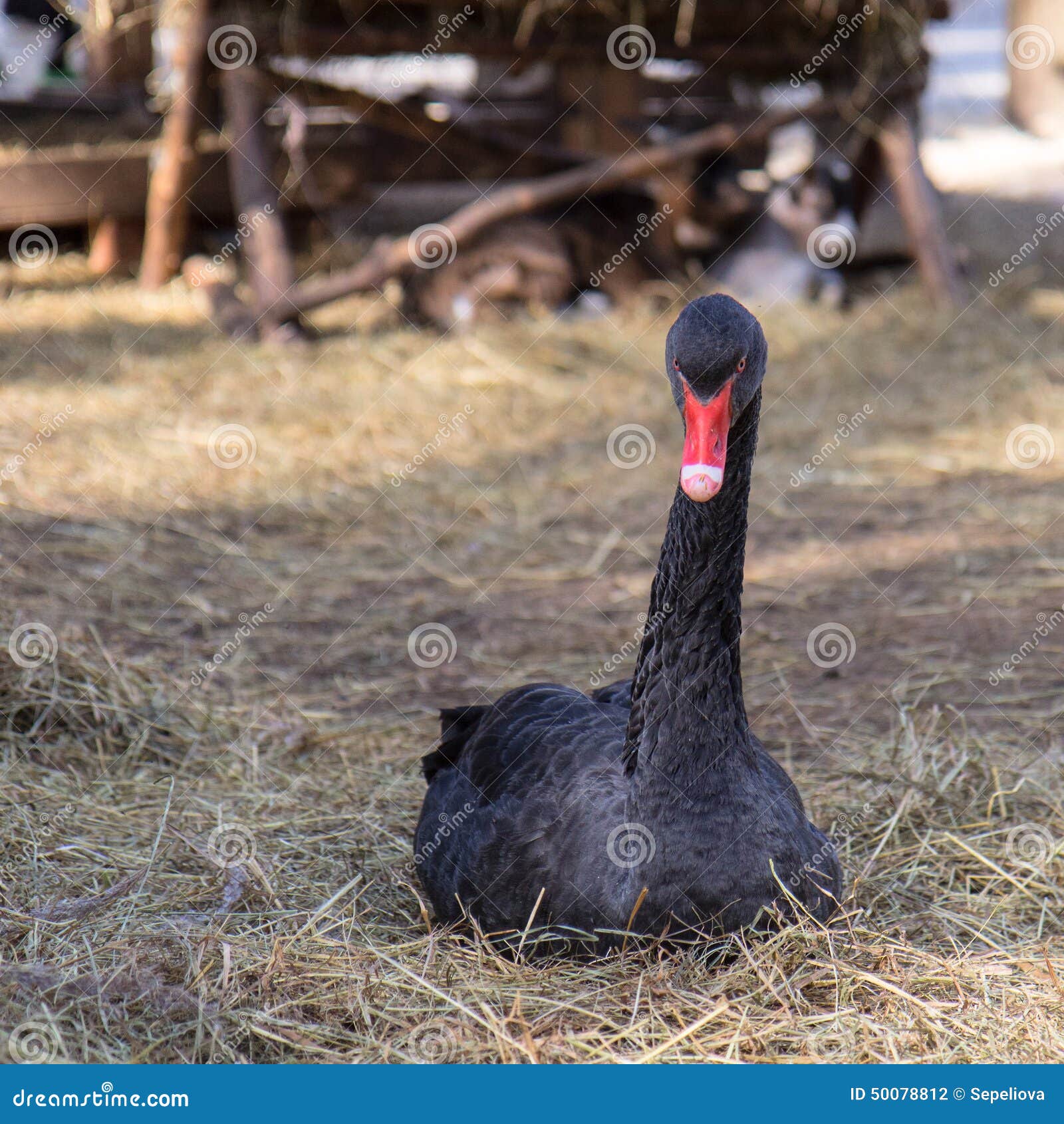 Black swan in the farm stock photo. Image of color, freedom - 50078812