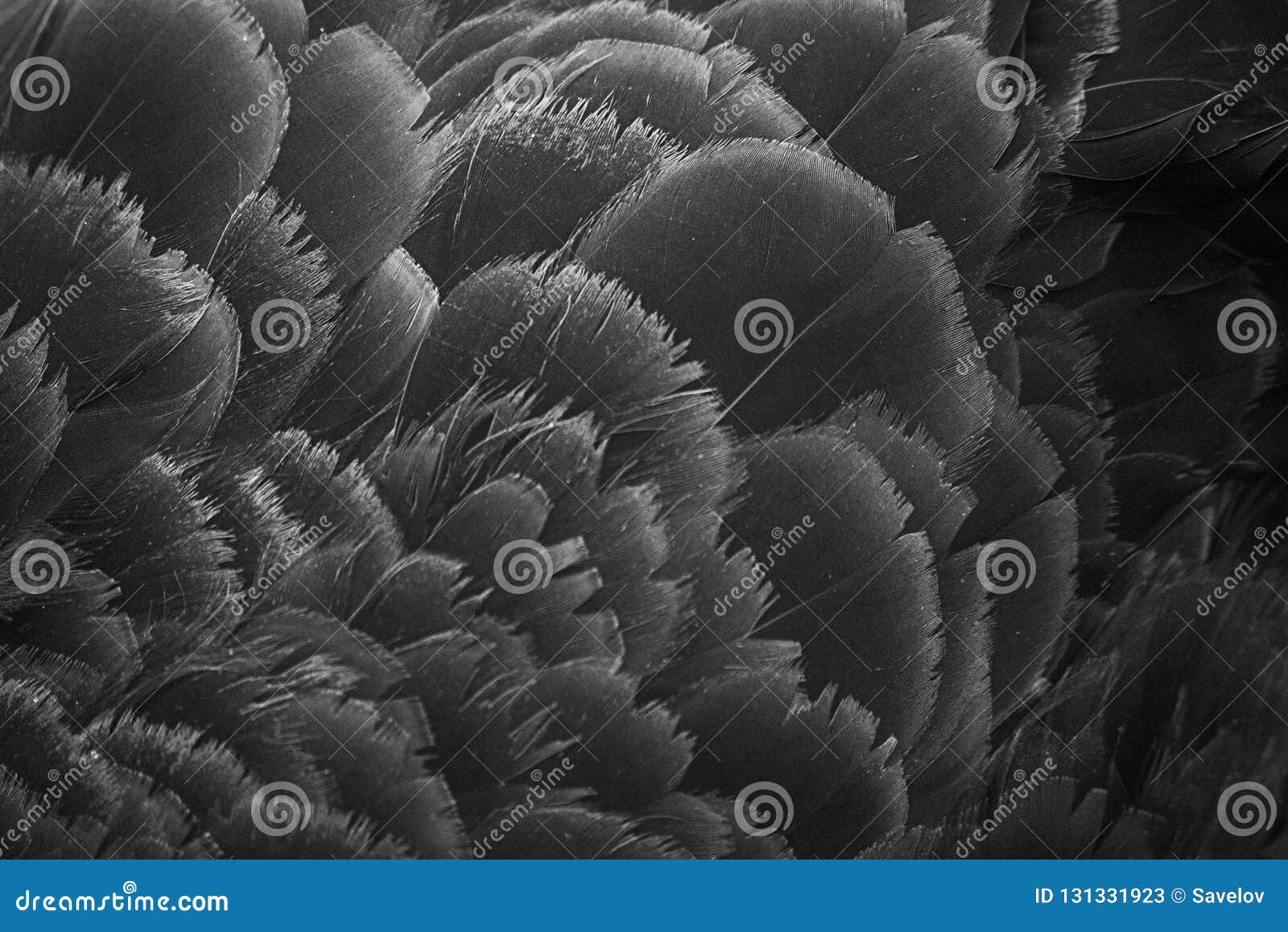 Black Swan Feather Texture is Close Stock Image - Image of grace ...